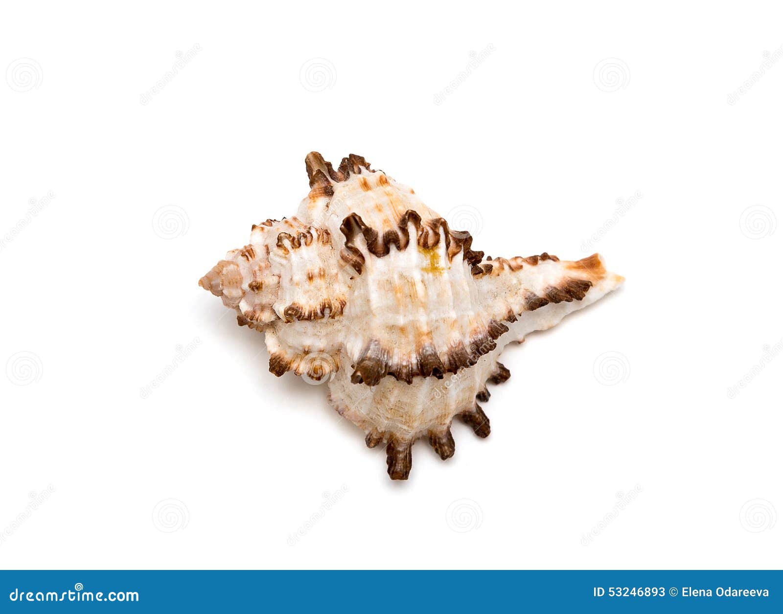 Sea Shell with Brown Spikes Stock Image - Image of shape, conch: 53246893