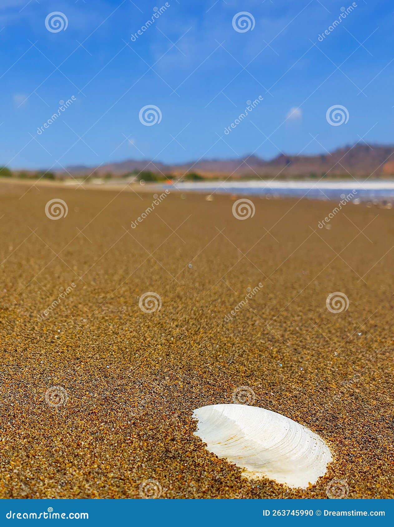 Sea Shell Buried in the Sand Stock Photo - Image of plain, buried ...