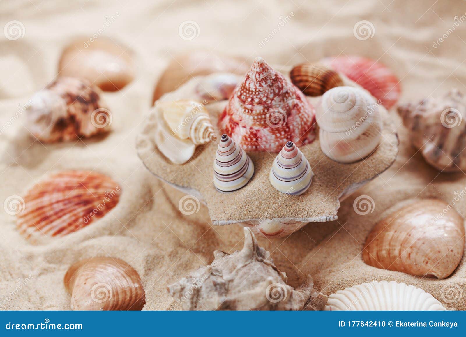 Sea Shell Castle on Beach Sand Stock Photo - Image of summer, marine ...