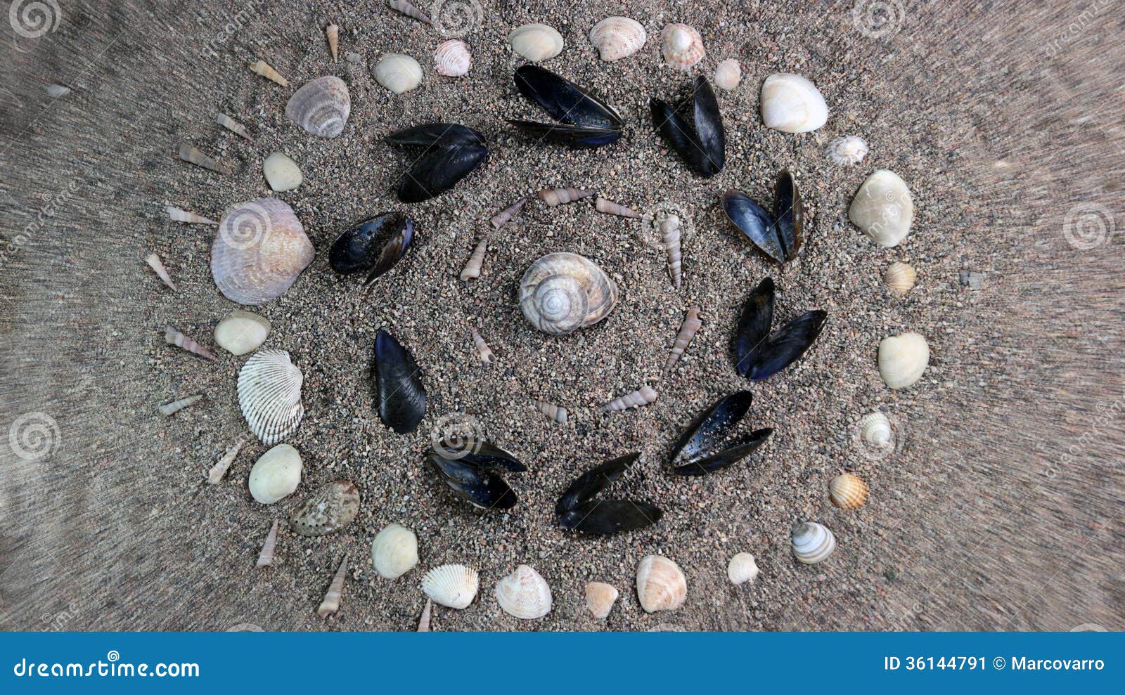 Sea shell stock image. Image of vacation, shell, sand - 36144791