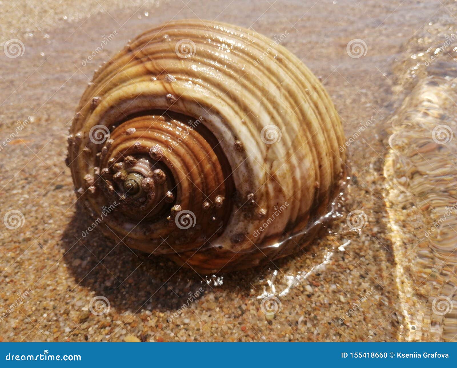 Sea stock photo. Image of water, shell, natura - 155418660