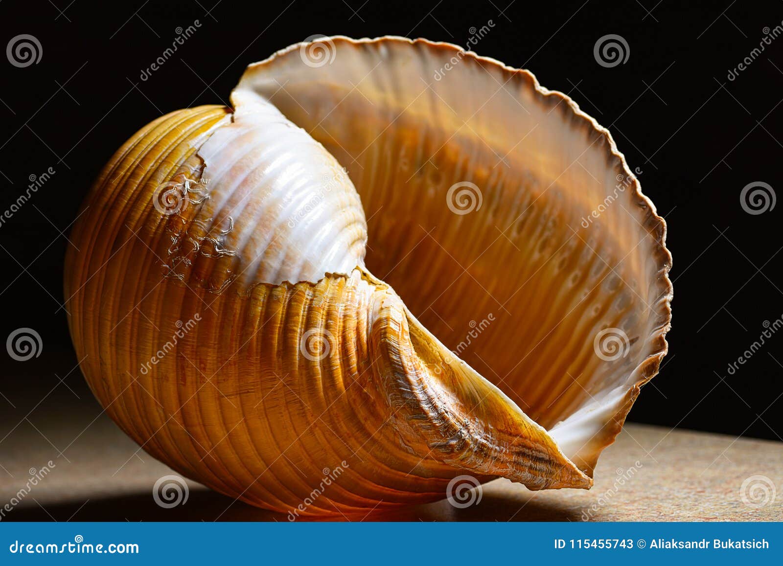 Sea shell close up stock image. Image of crayon, animal - 115455743