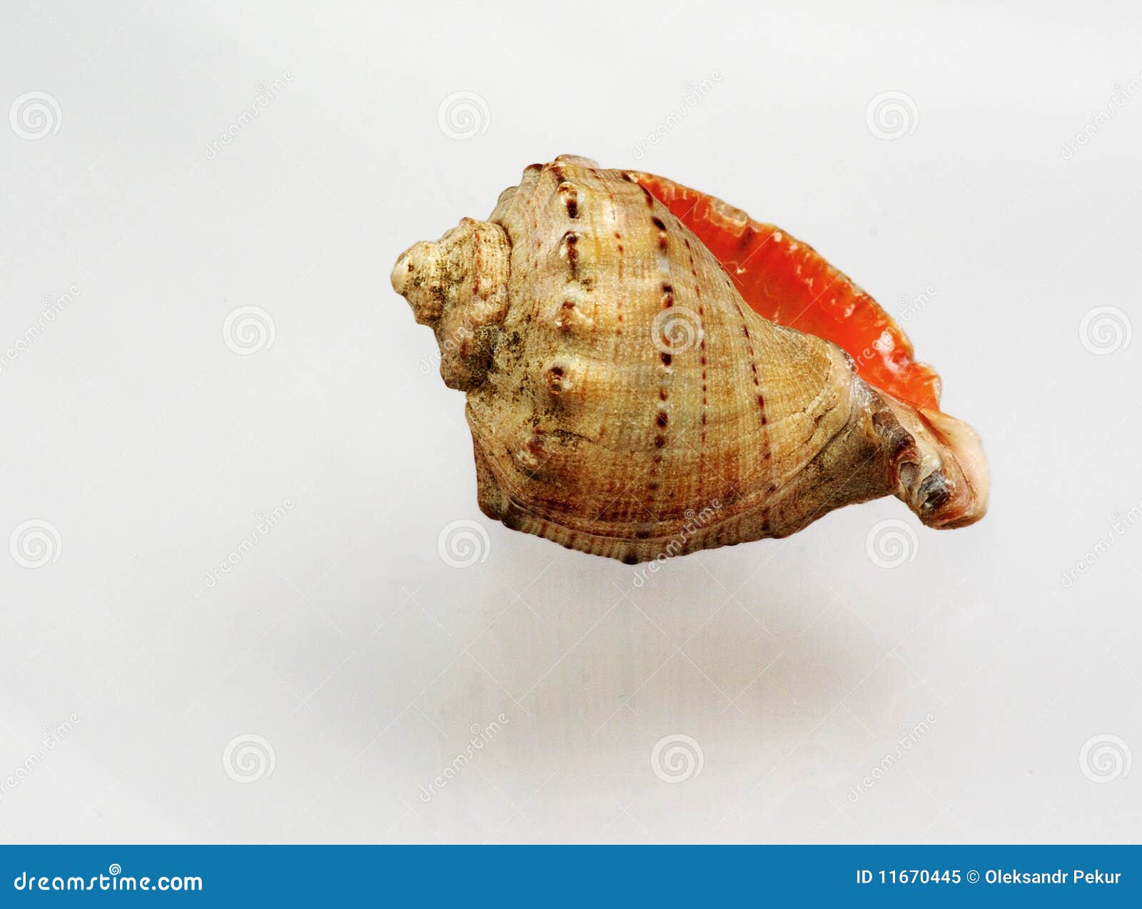 Sea shell close-up stock image. Image of macro, chambers - 11670445