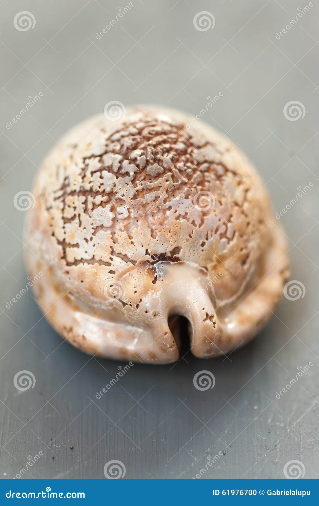 Sea shell stock photo. Image of shel, shell, shellfish - 61976700