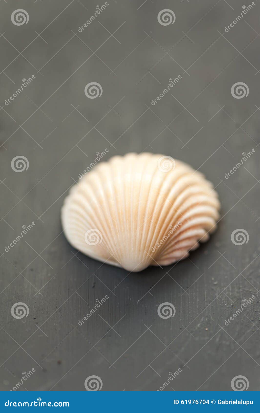 Sea shell stock photo. Image of seafood, single, shellfish - 61976704