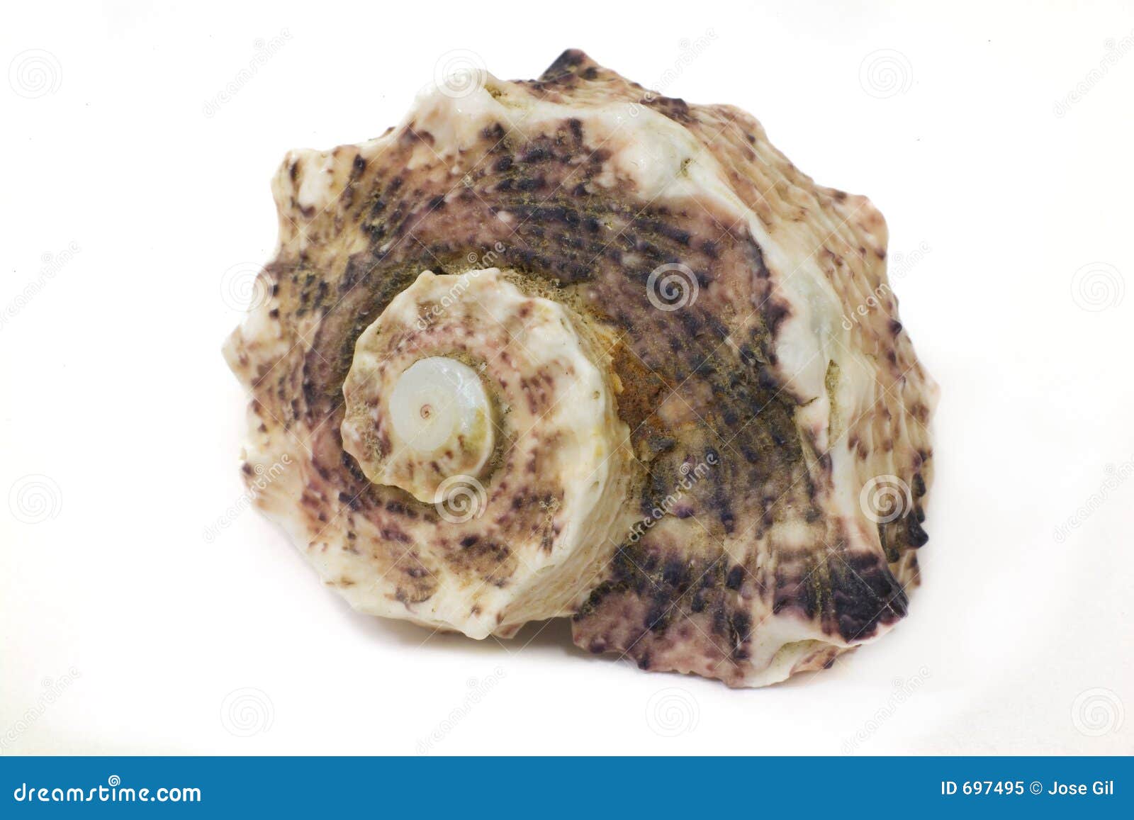 Sea Shell Close Up stock image. Image of close, water, defense - 697495