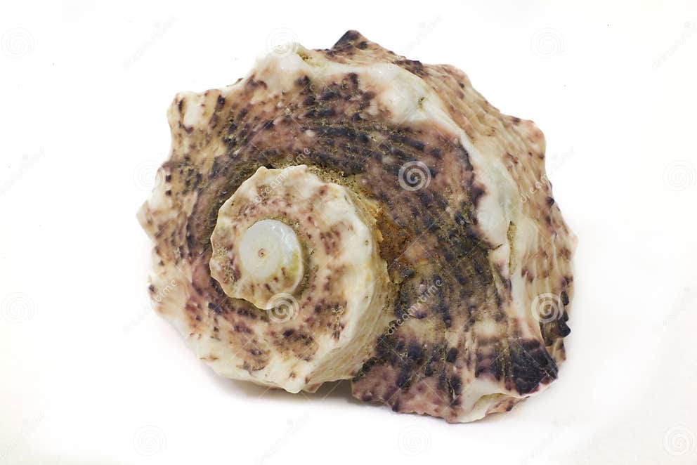 Sea Shell Close Up stock image. Image of close, water, defense - 697495