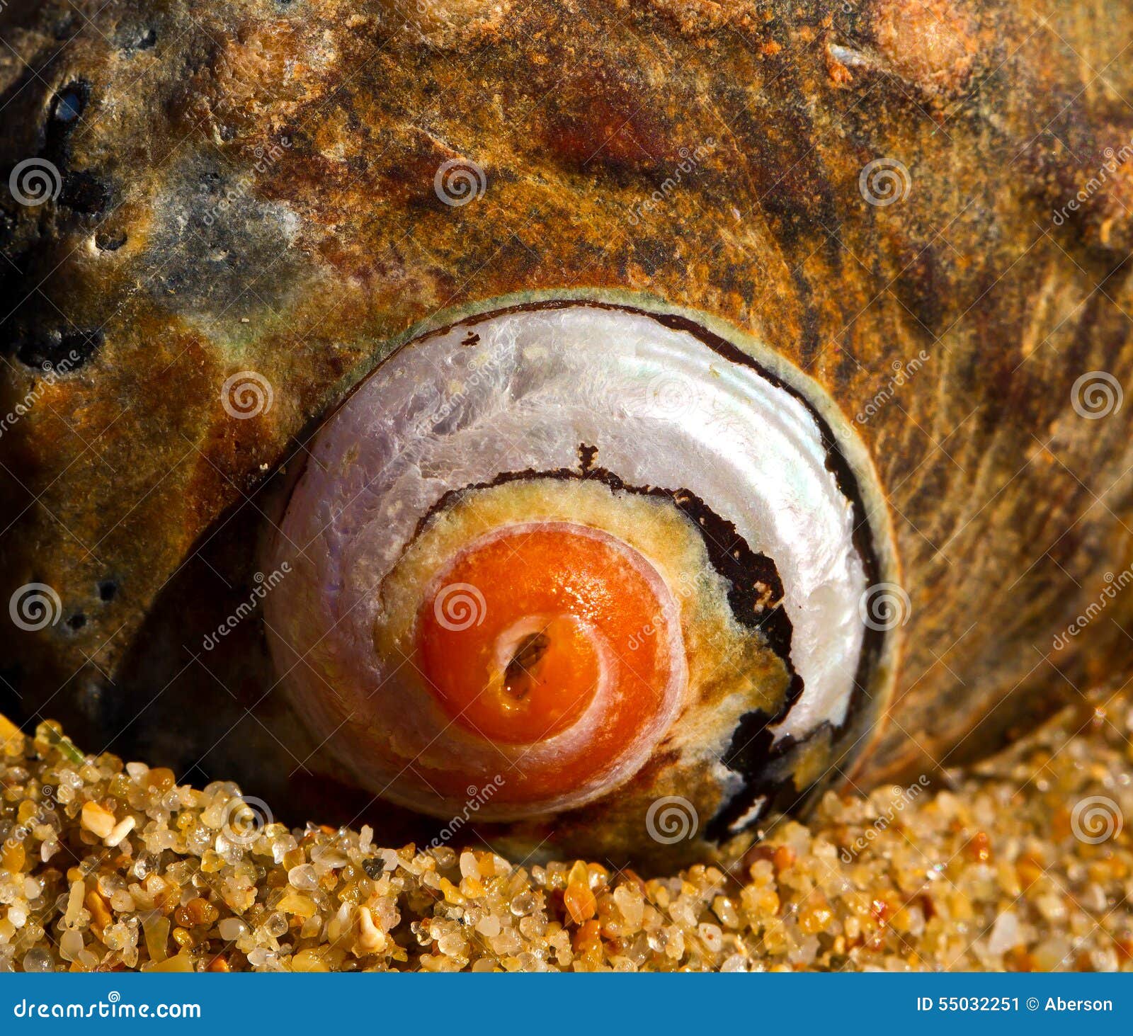 Sea shell close up stock image. Image of sand, nature - 55032251