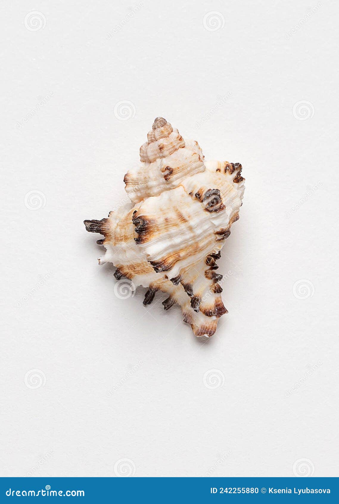 Sea Shell Close-up, Isolate on White Background Stock Photo - Image of ...