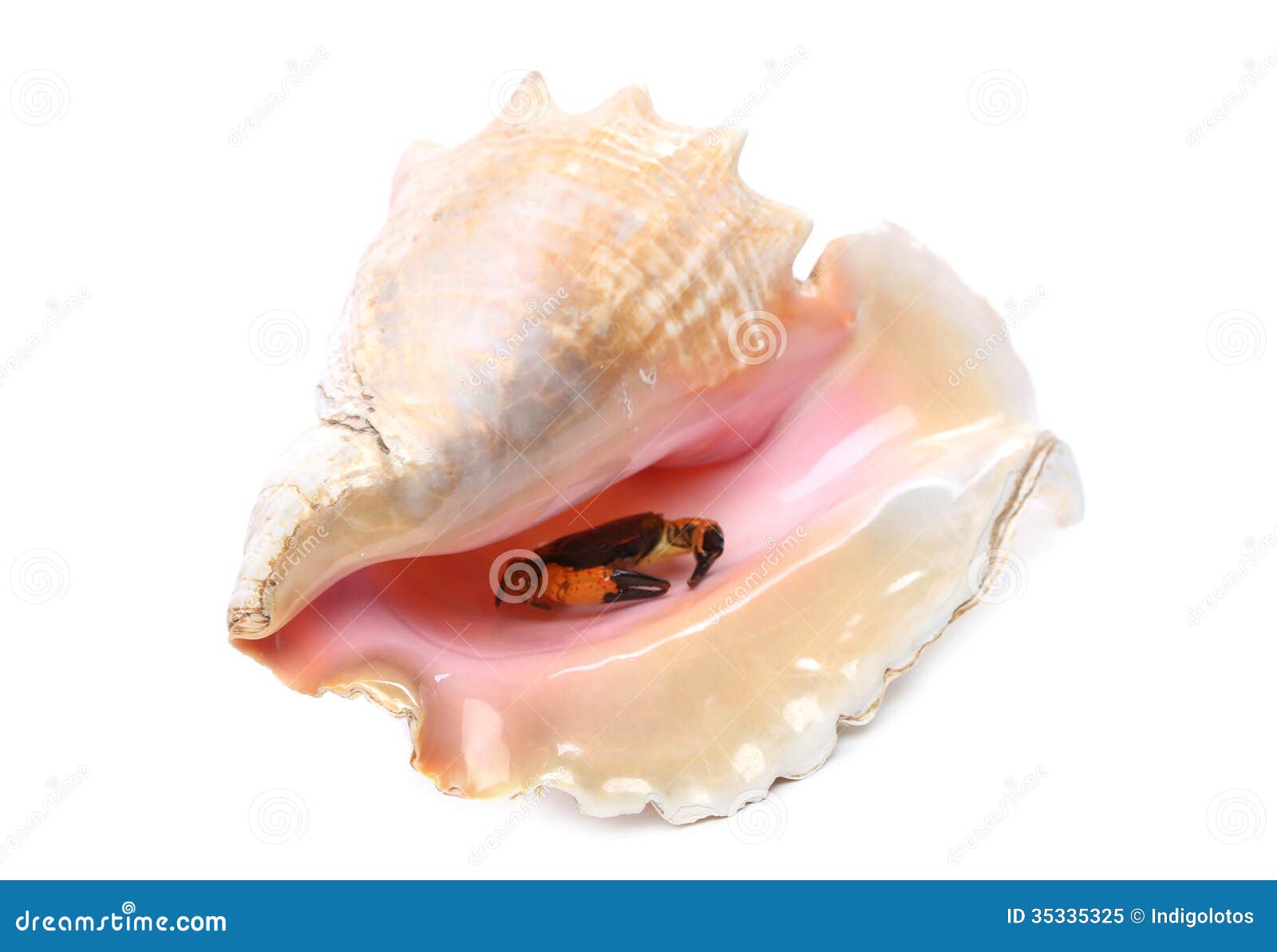 Sea shell. Close up stock image. Image of marine, souvenir - 35335325