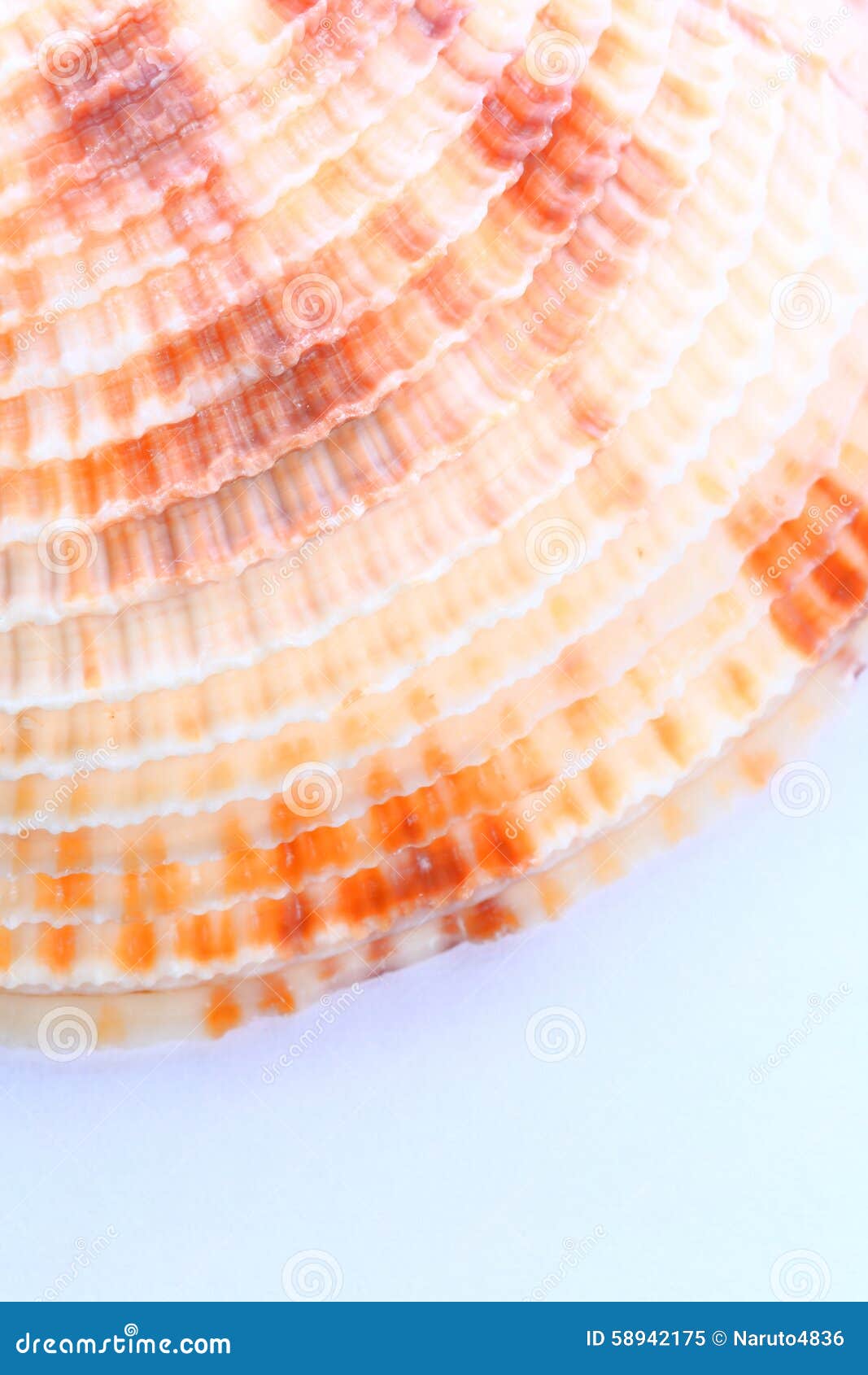 Sea shell stock image. Image of coast, scallop, flat - 58942175