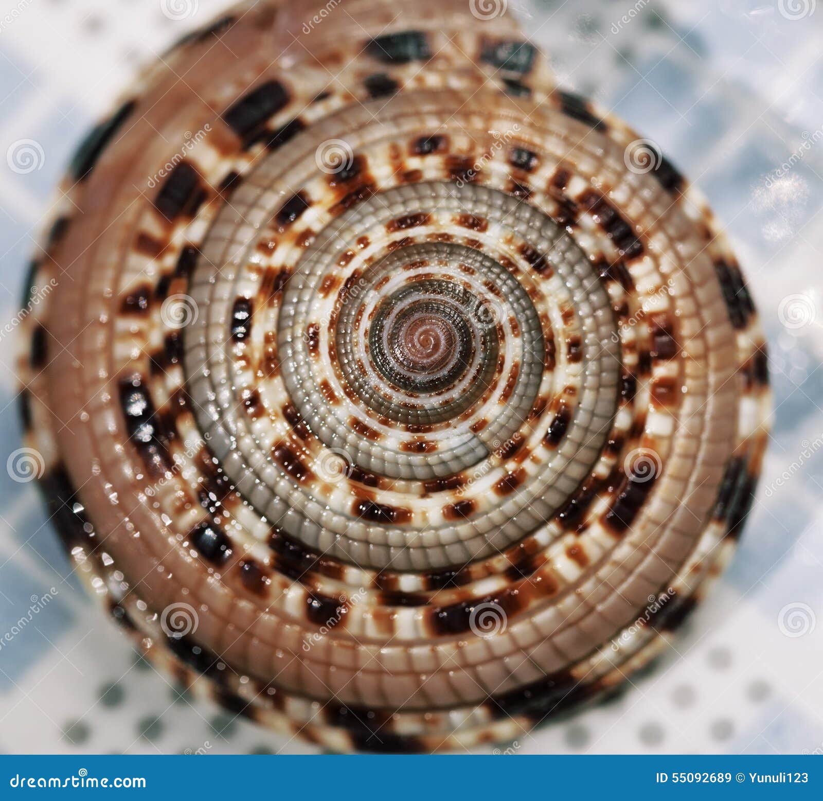 Sea Shell Close Up Textured Macro Stock Image - Image of detail, shells ...