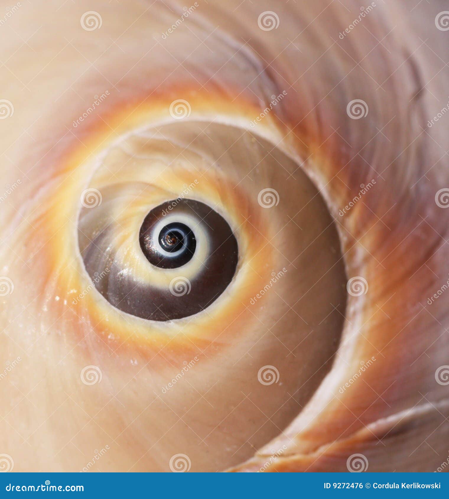 Sea Shell Closeup stock photo. Image of motion, spiral - 9272476