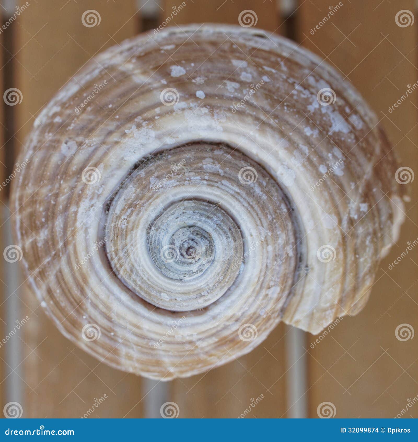 Sea shell closeup stock photo. Image of evolution, texture - 32099874