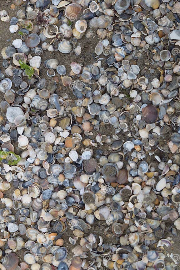 Sea Shell cluster stock image. Image of shell, adriatic - 56221495