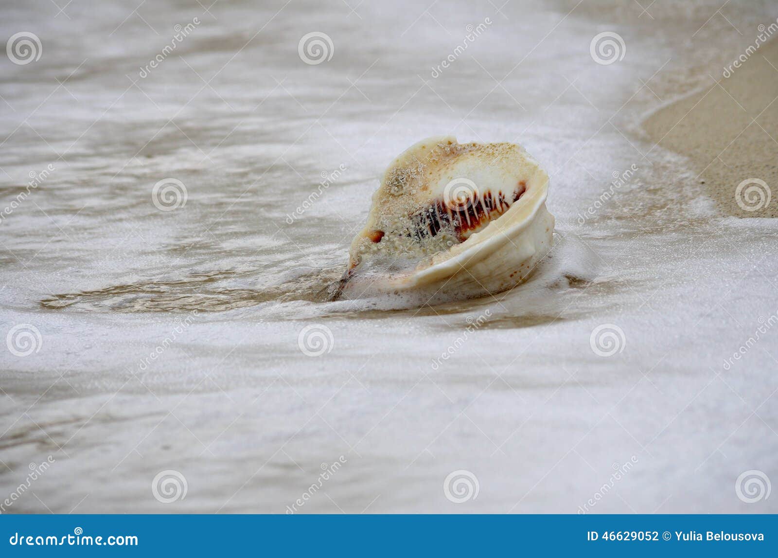 Sea shell stock photo. Image of travel, ocean, mexico - 46629052