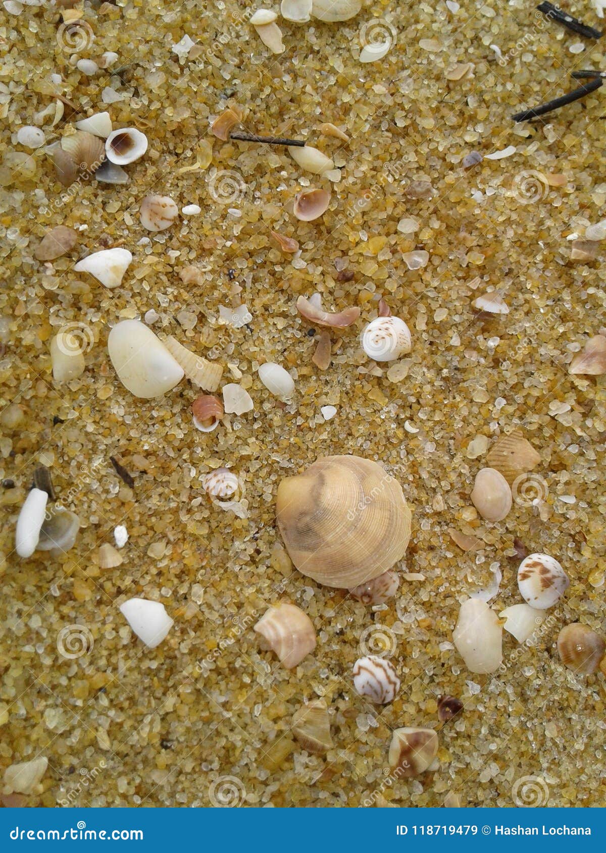 Sea Shell in Coast, by Sri Lanka Stock Image - Image of lankait, eyes ...