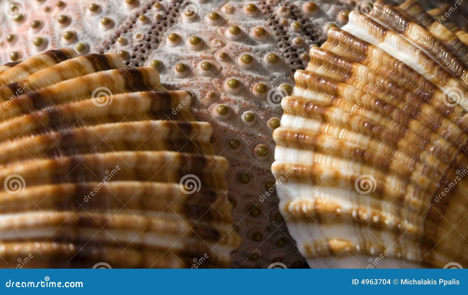 Sea Shell Collection With A Large Variety Of Shells, Sydney, NSFW ...