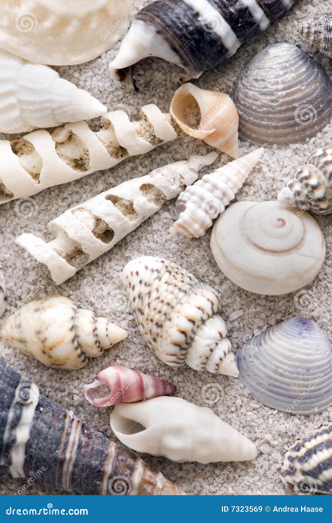 Sea shell collection stock image. Image of marine, assortment - 7323569