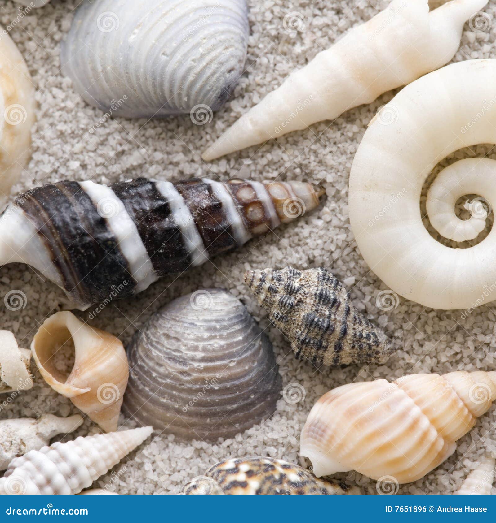 Sea shell collection stock photo. Image of natural, shell - 7651896