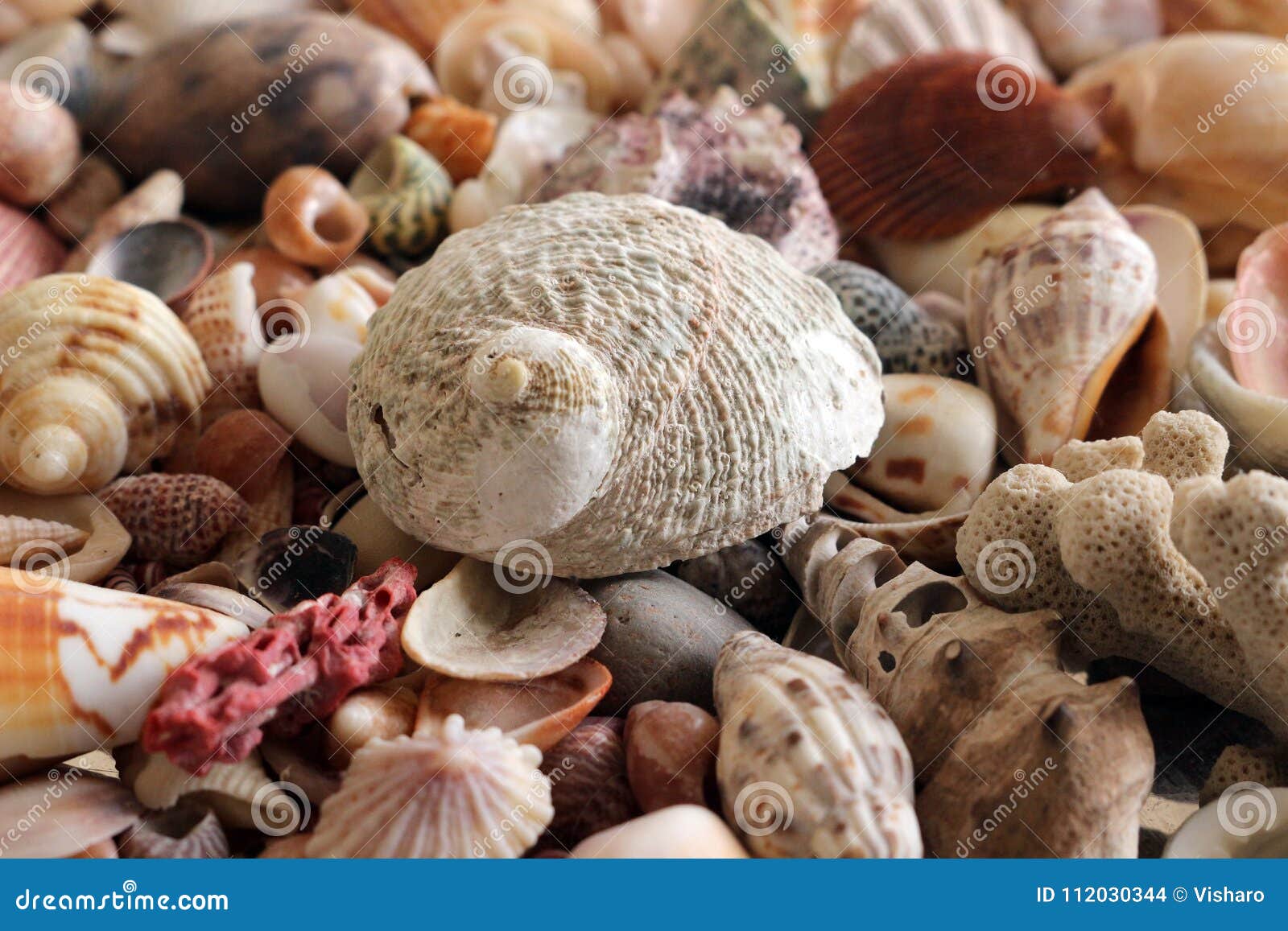 Sea Shell Collection stock photo. Image of coral, marine - 112030344