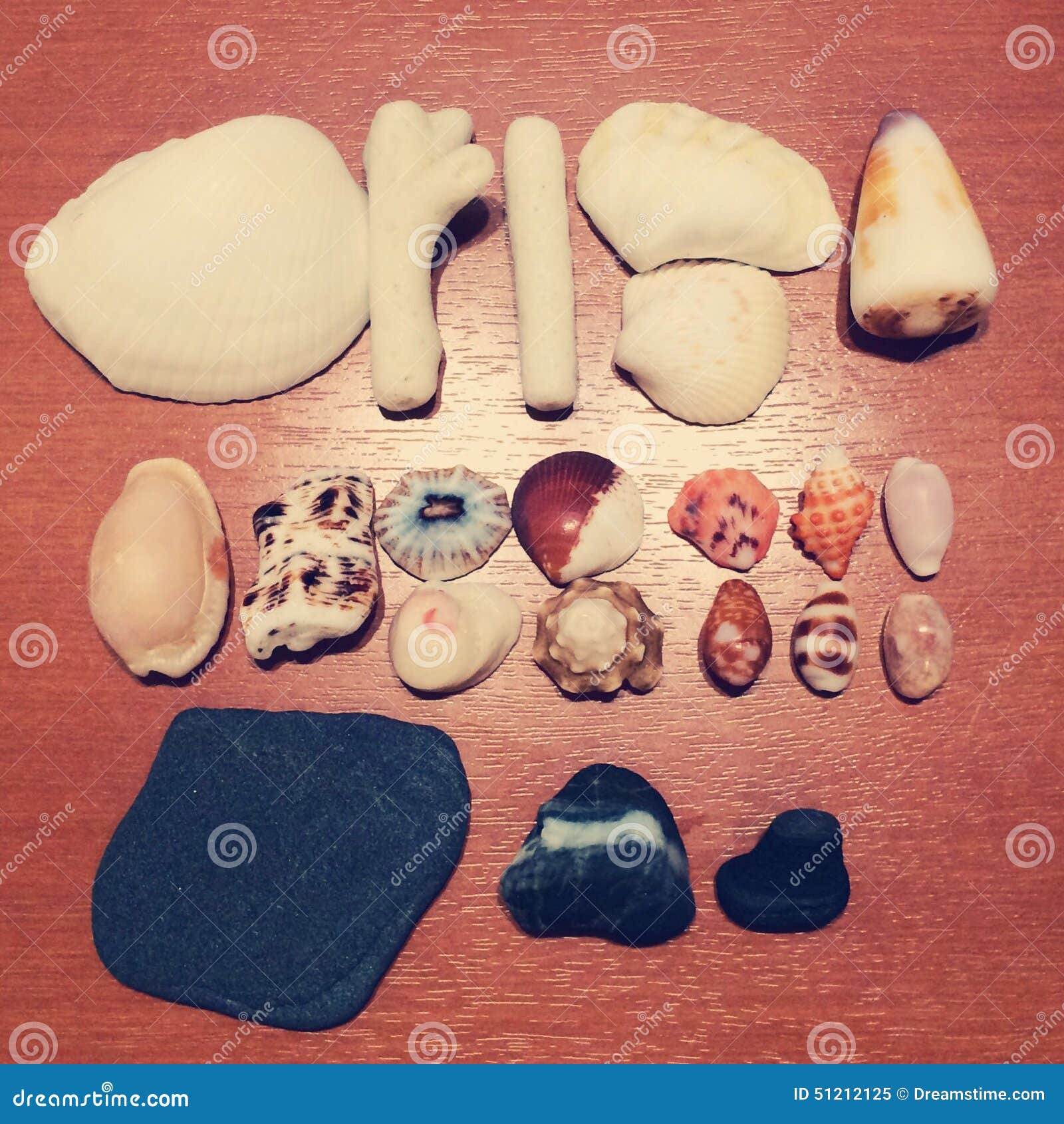 Sea shell stock image. Image of arrange, shell, collection - 51212125