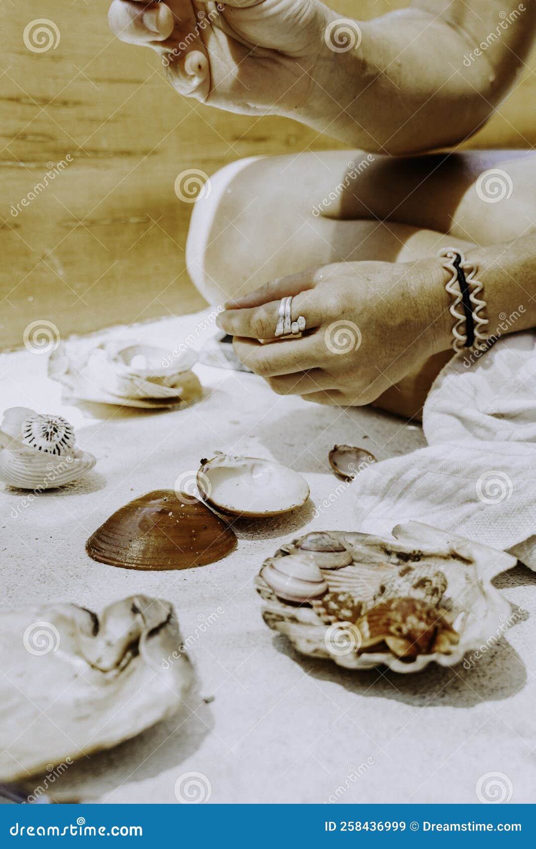 Sea Shell Collection stock image. Image of shell, collection - 258436999