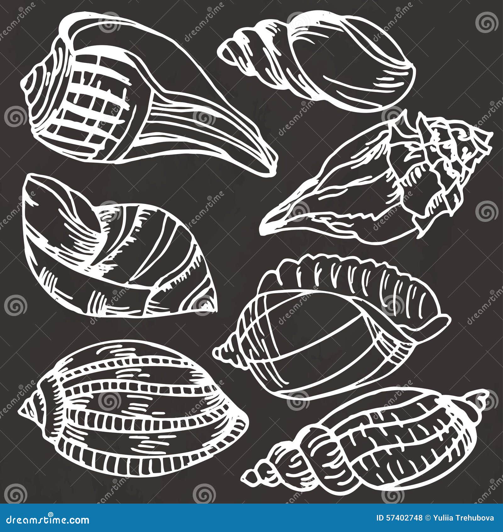 Shell Collection - Vector Cartoon Silhouette Illustration. Set Of ...