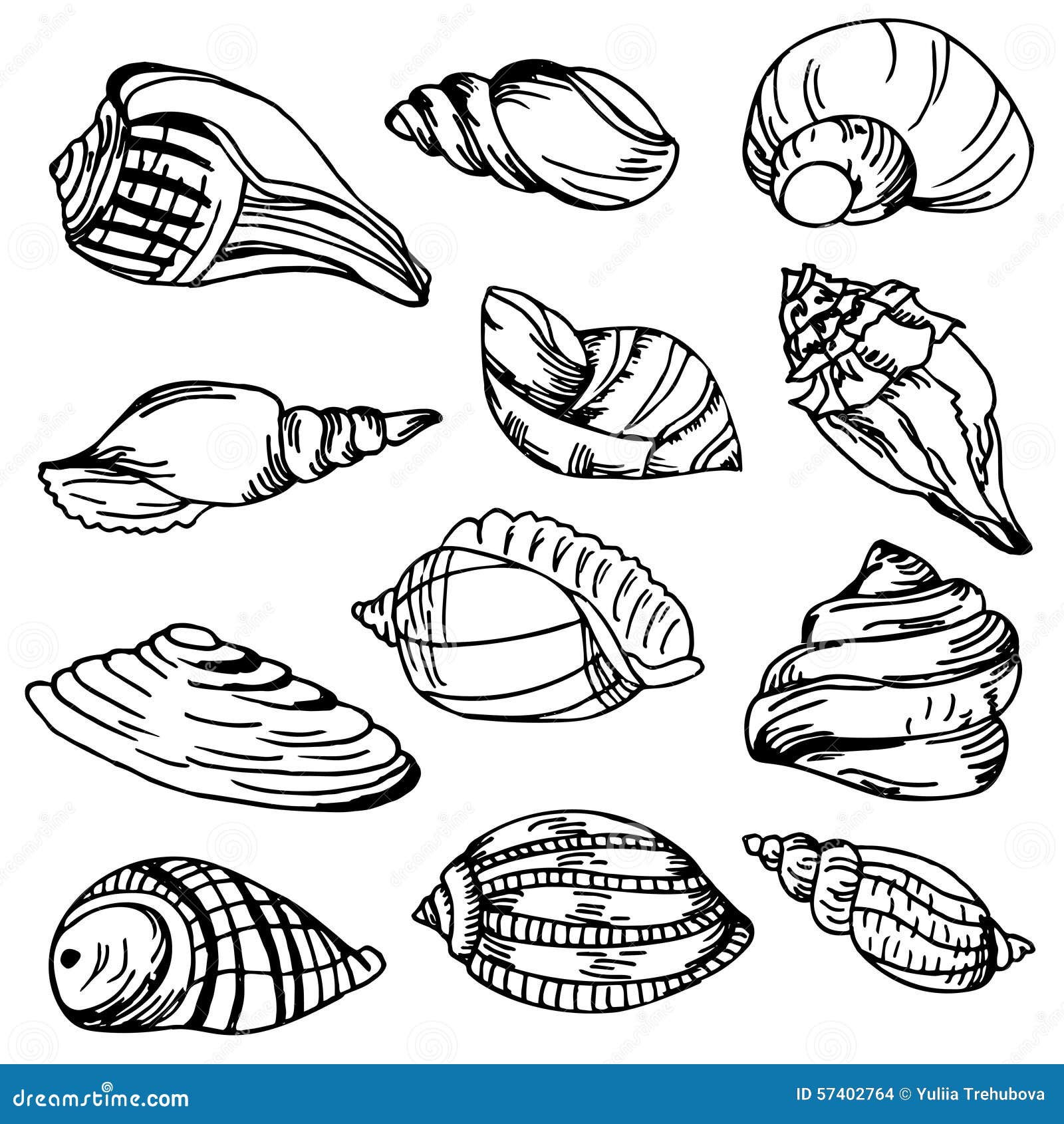 Shell Collection - Vector Cartoon Silhouette Illustration. Set Of ...