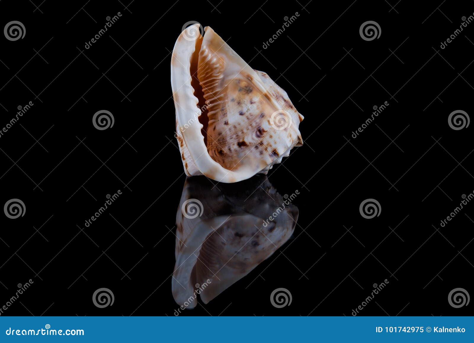 Sea Shell Conch Isolated on Black Background . Stock Image - Image of ...