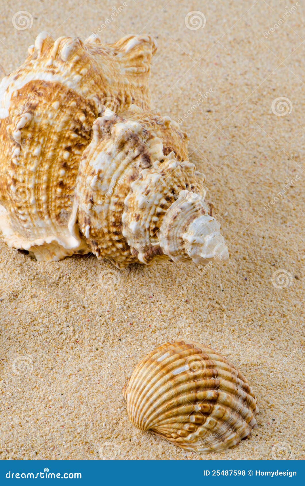 Sea Shell and Conch on Sand Stock Photo - Image of exotic, getaway ...