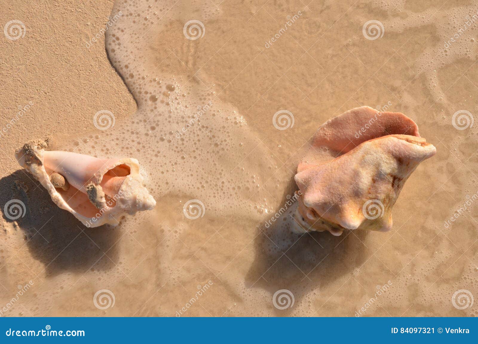 Sea shell stock image. Image of peach, water, conch, bahamas - 84097321