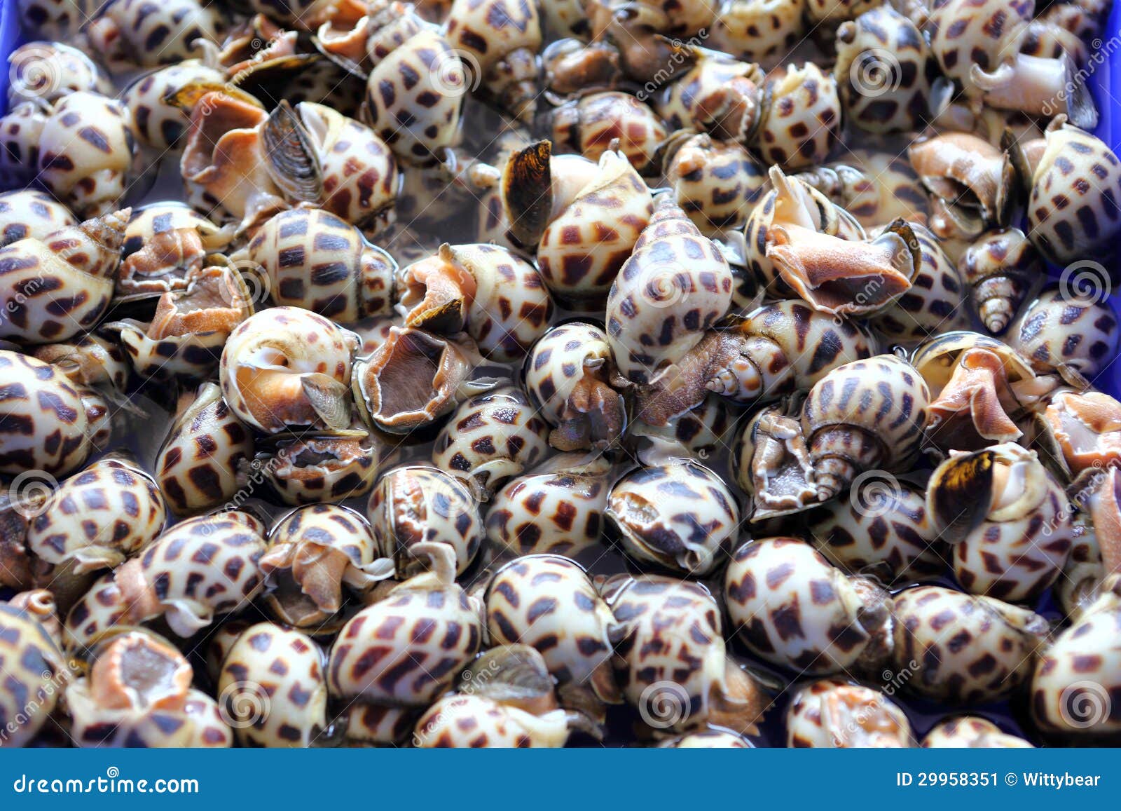 Sea Shell for Cooking in Market Stock Image - Image of mollusk, caught ...