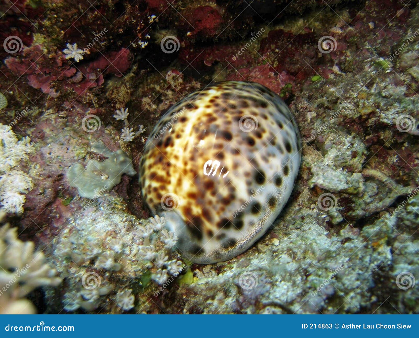 Sea shell on coral stock image. Image of single, coral - 214863