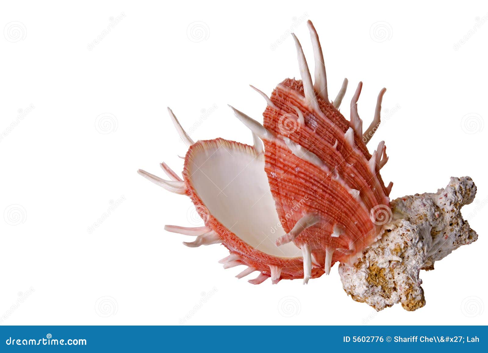 Sea Shell and Coral stock photo. Image of conch, mollusk - 5602776