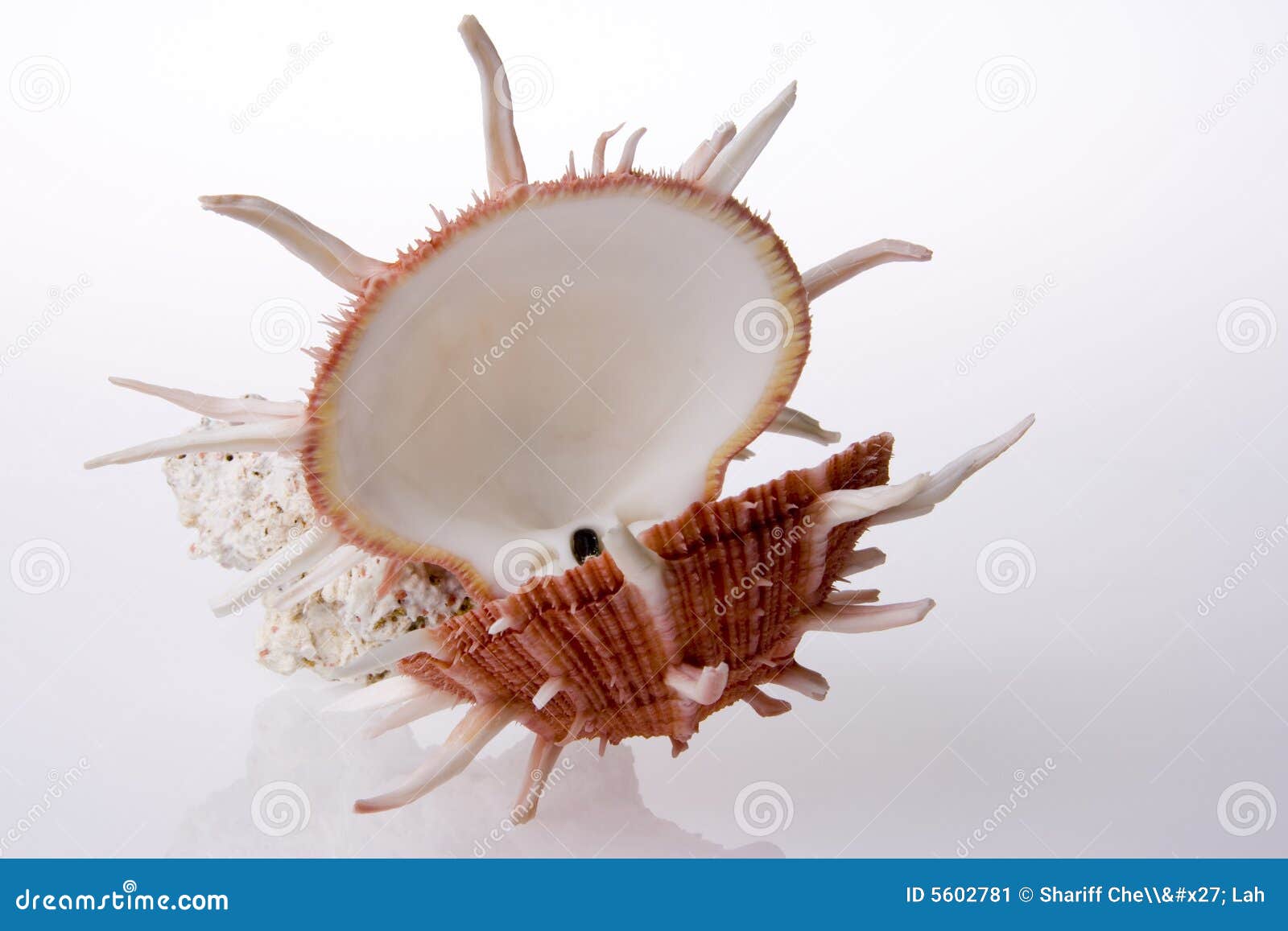 Sea Shell and Coral stock image. Image of shellfish, seashell - 5602781