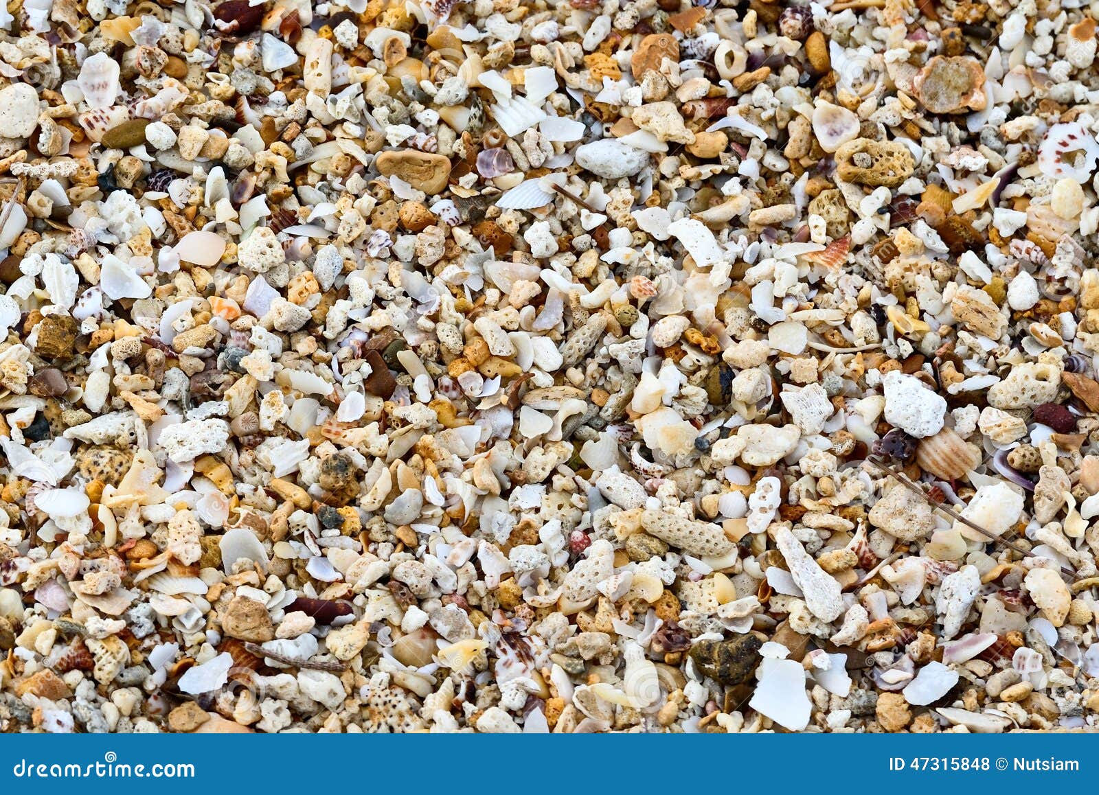 Sea shell and coral stock photo. Image of detail, relaxing - 47315848