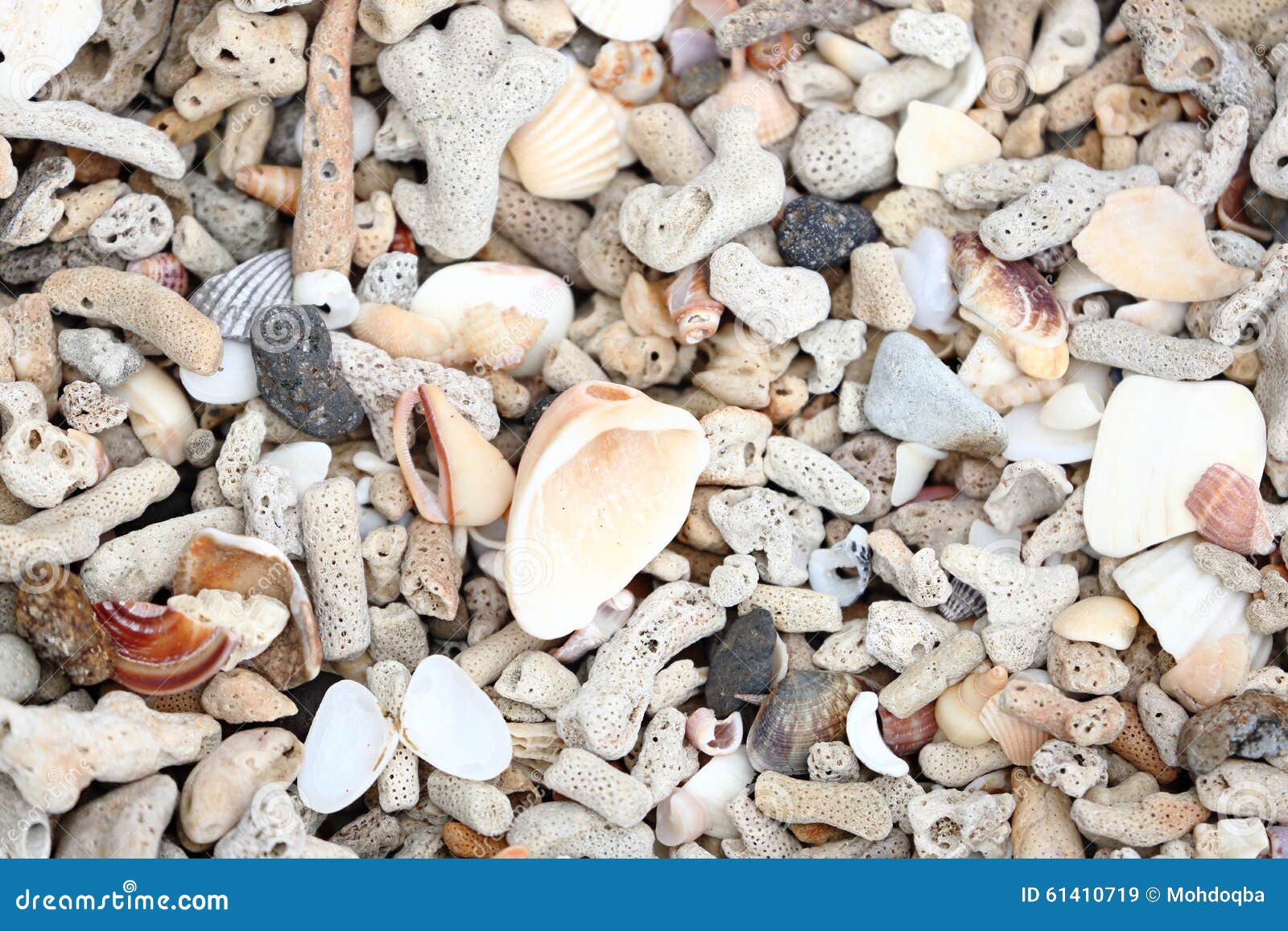 Sea Shell stock image. Image of coral, beauty, shiny - 61410719