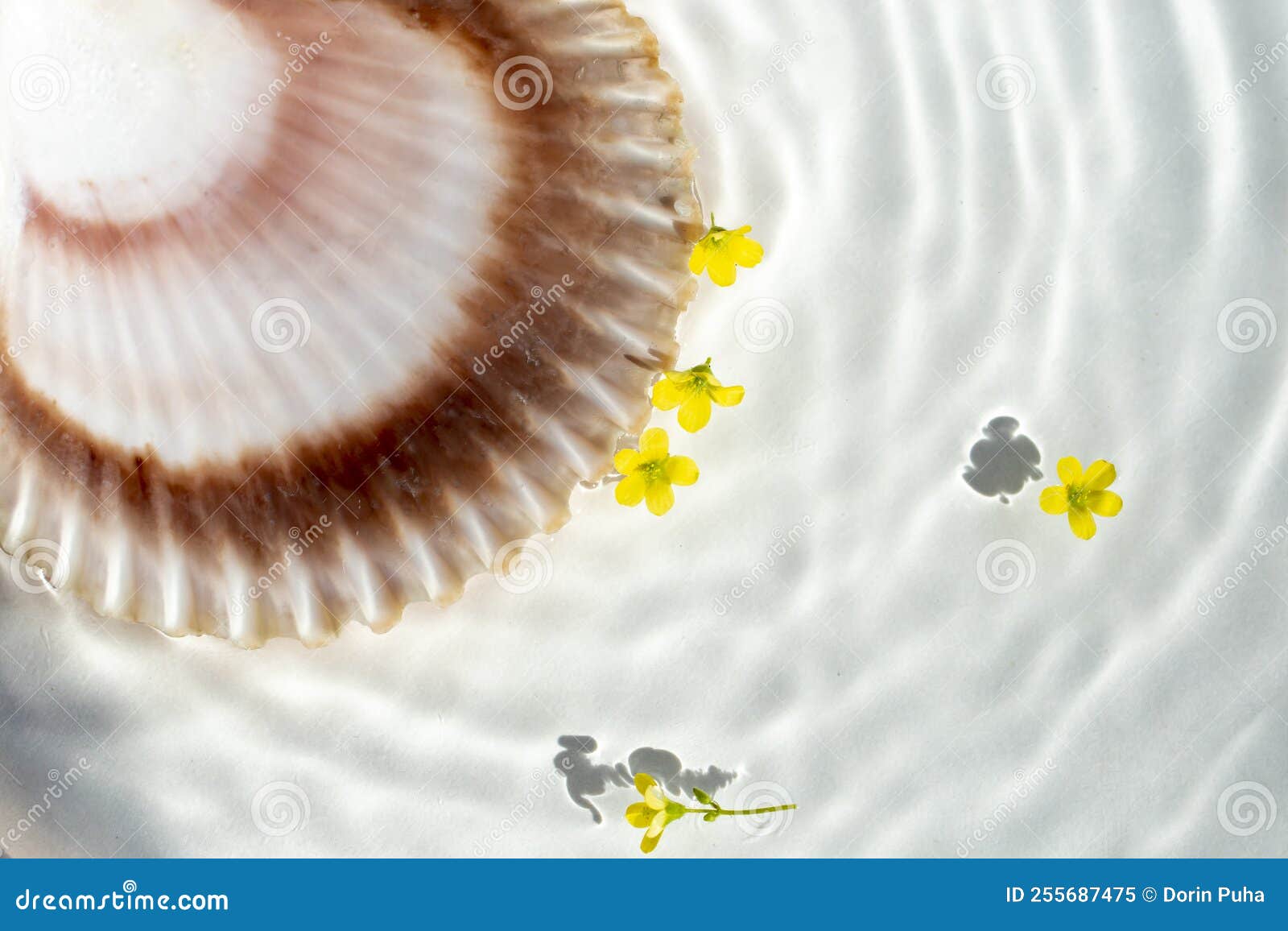 Sea Shell in the Corner and Little Yellow Flowers Stock Image - Image ...
