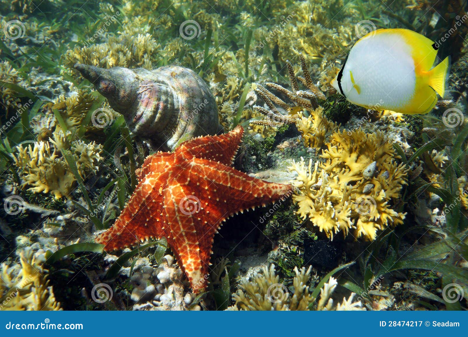 Sea Shell and Cushion Starfish Stock Image - Image of scuba, bocas ...
