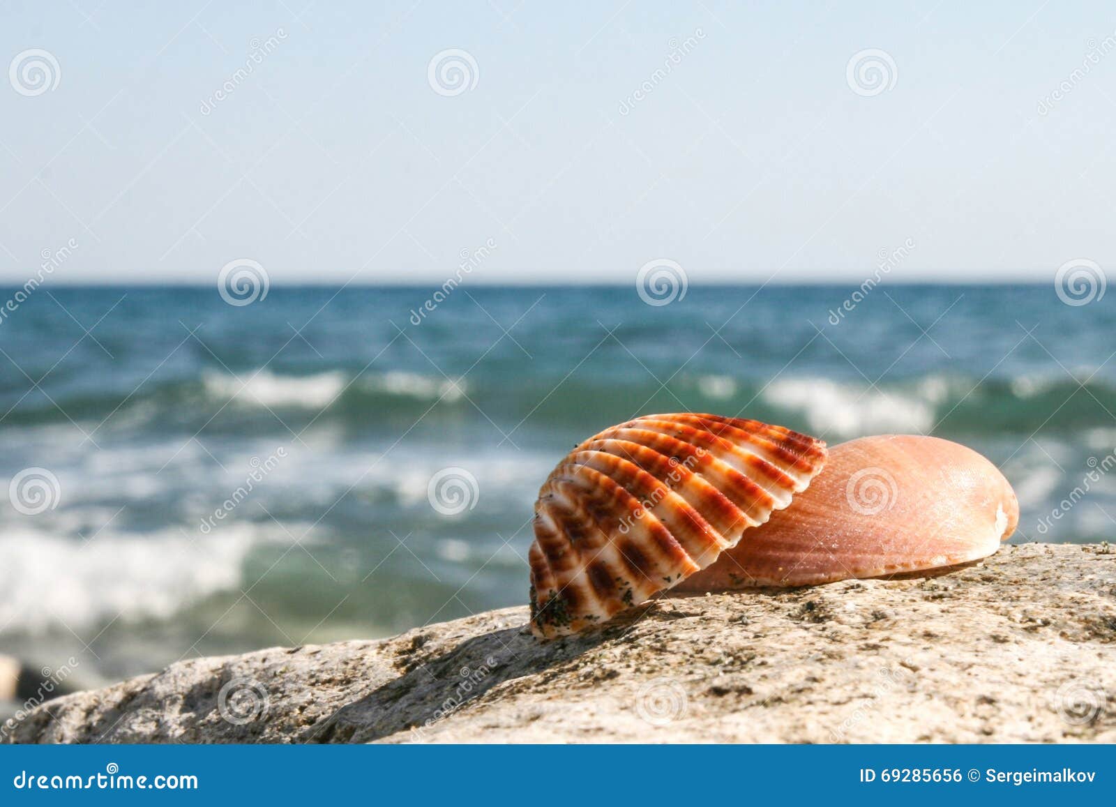 Sea shell Cyprus stock photo. Image of clear, away, travel - 69285656