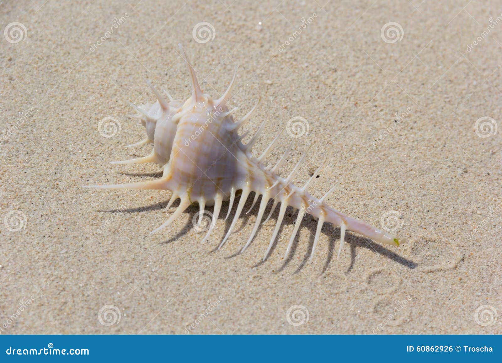 Sea Shell stock photo. Image of murex, sand, decoration - 60862926