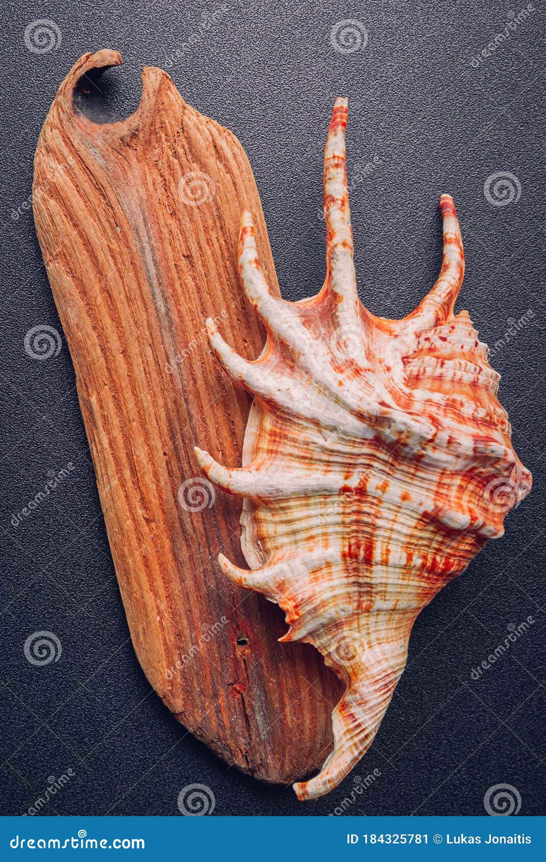 Sea Shell on a Dark Background, Flat Lay Stock Image - Image of ...