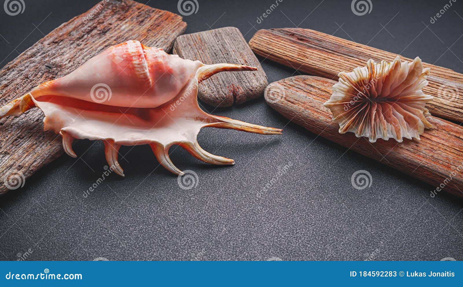 Sea Shells on a Dark Background, Flat Lay Stock Image - Image of ...