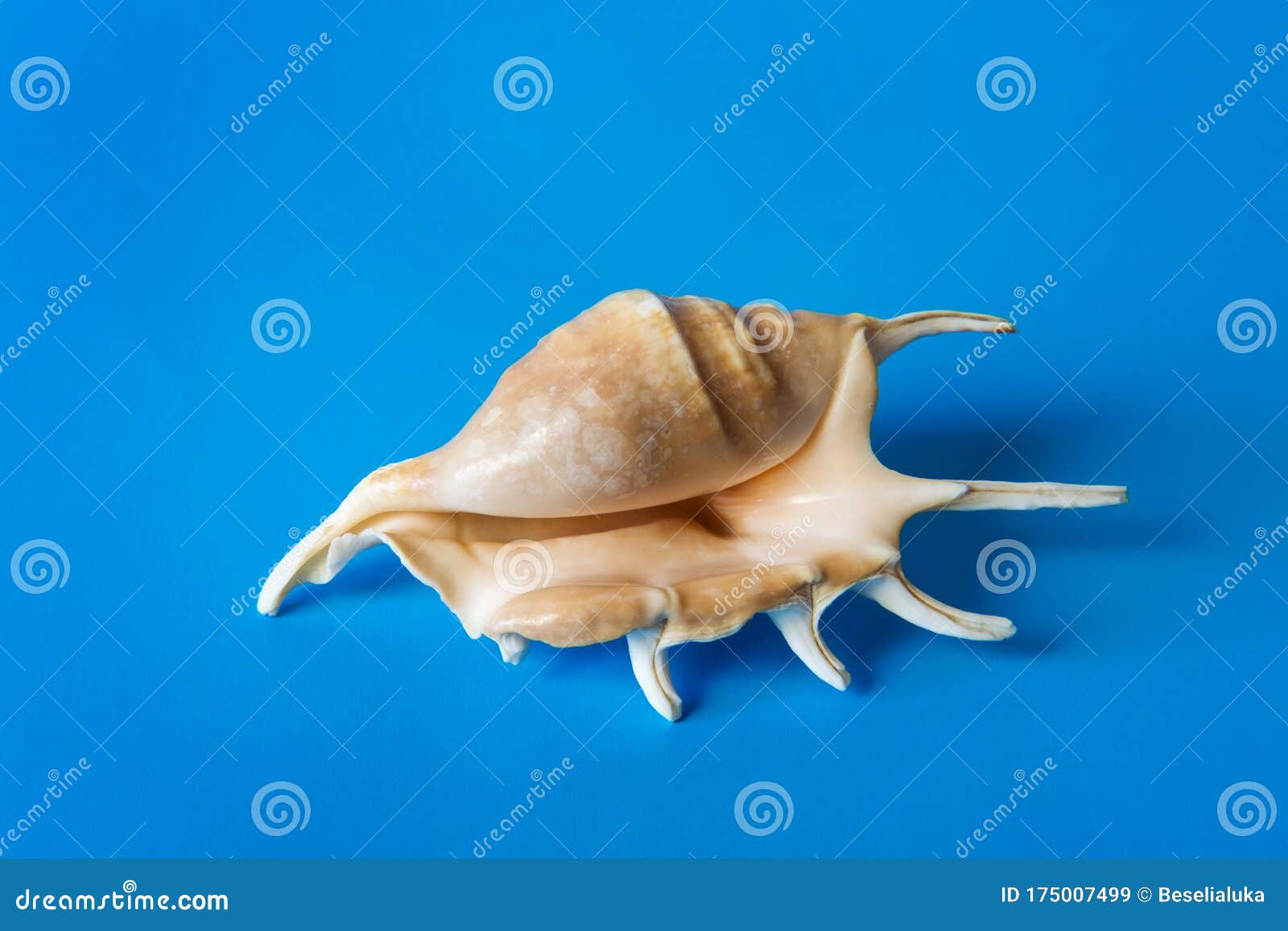 Sea Shell on a Blue Background Stock Image - Image of seashell, white ...
