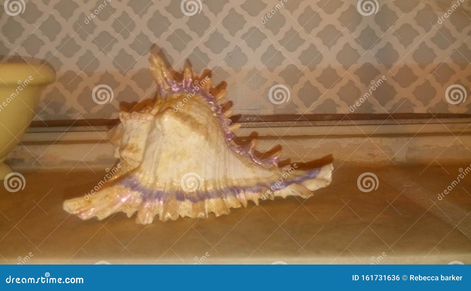Sea Shell Dark Conch Seashell Stock Photo - Image of conch, shell ...
