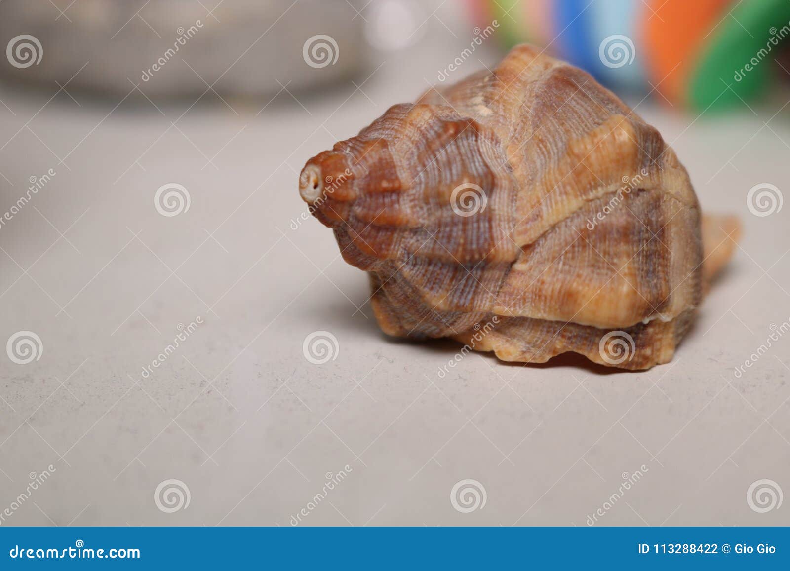 Sea Shell Decorative Object on a Shelf Stock Photo - Image of life ...