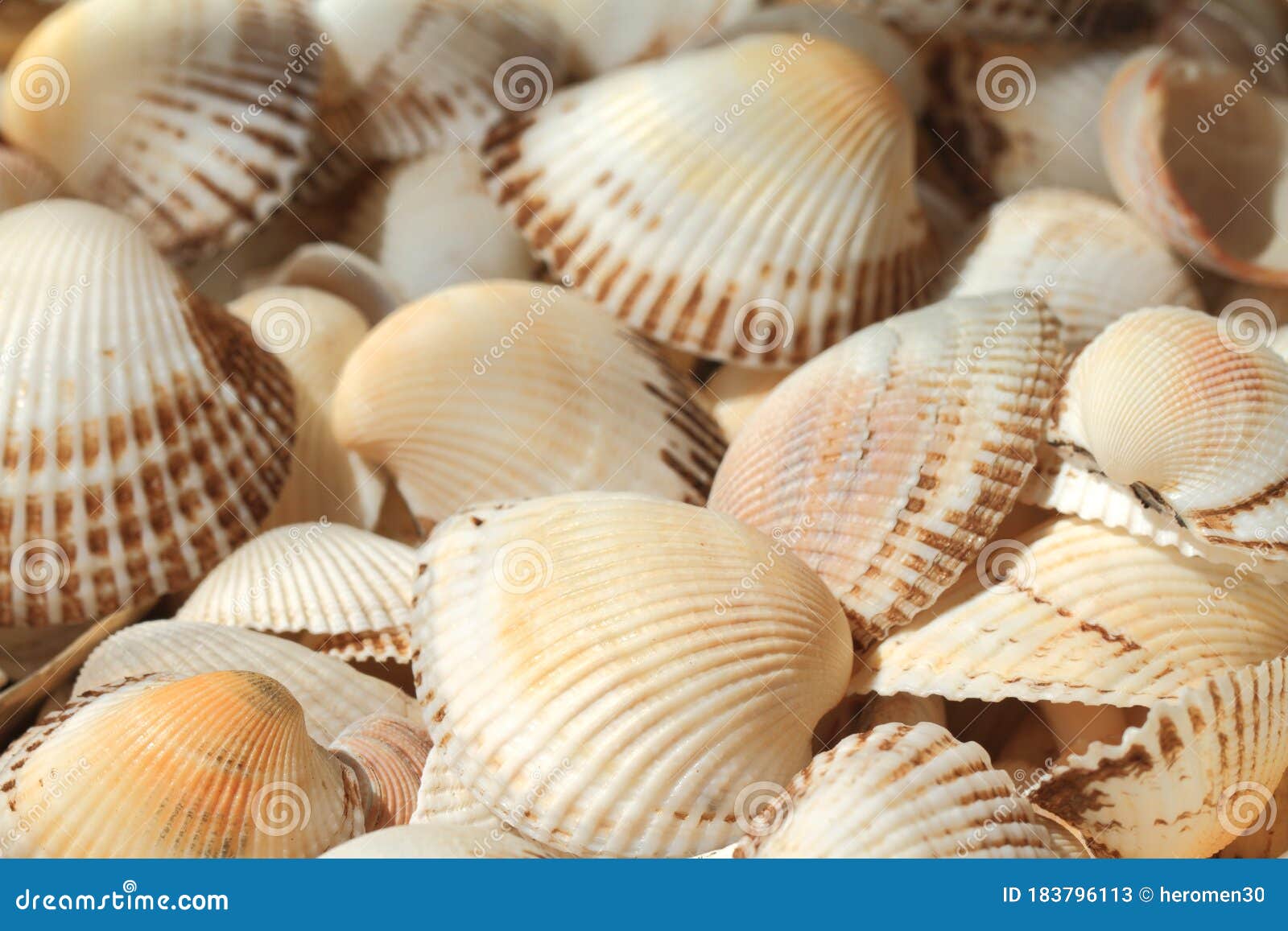 Sea Shell depth of field stock image. Image of holiday - 183796113