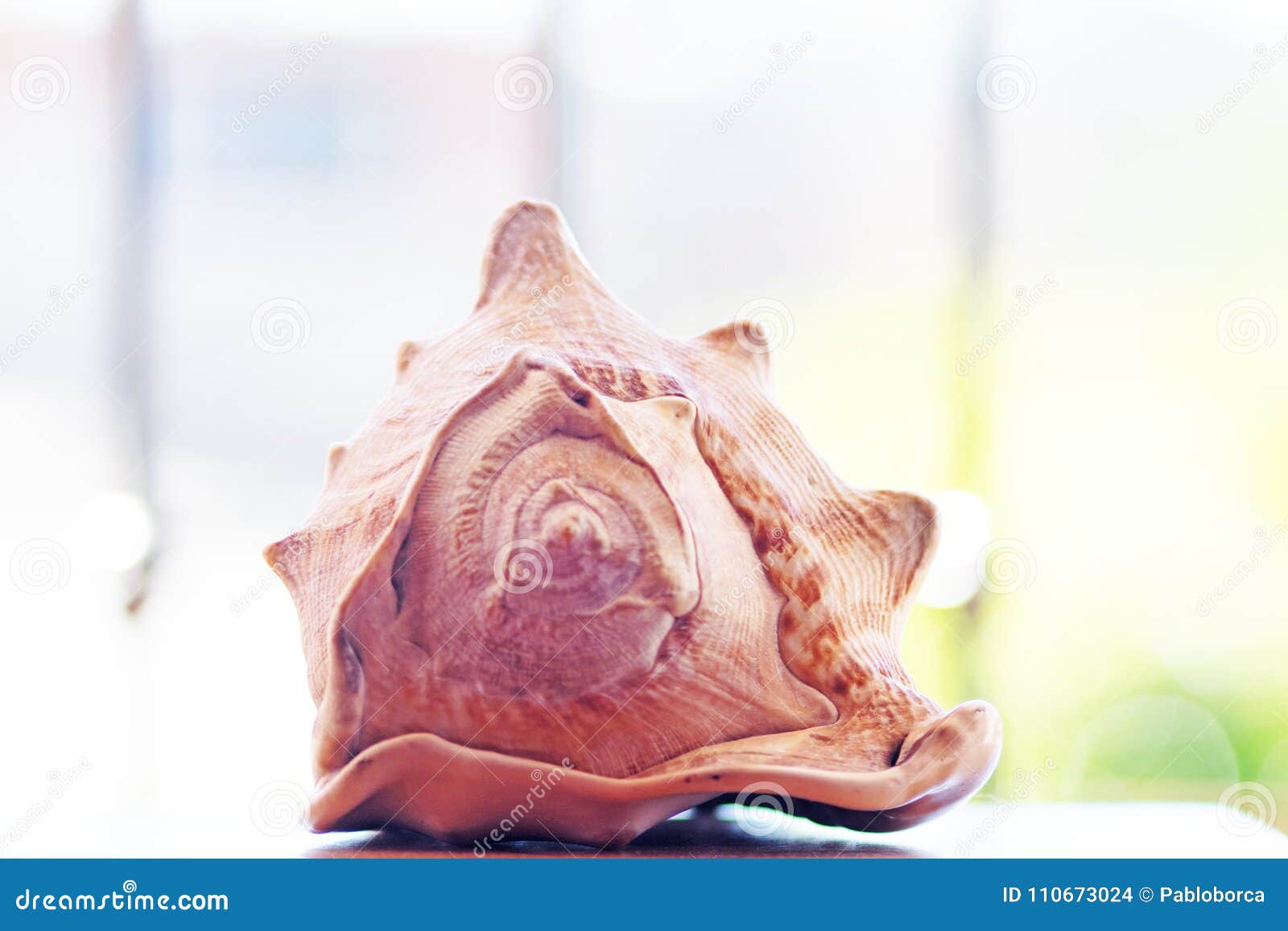 Sea Shell detail stock photo. Image of souvenir, conch - 110673024
