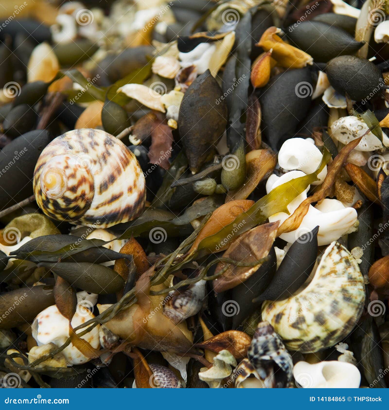 Sea Shell Details stock image. Image of debris, shells - 14184865
